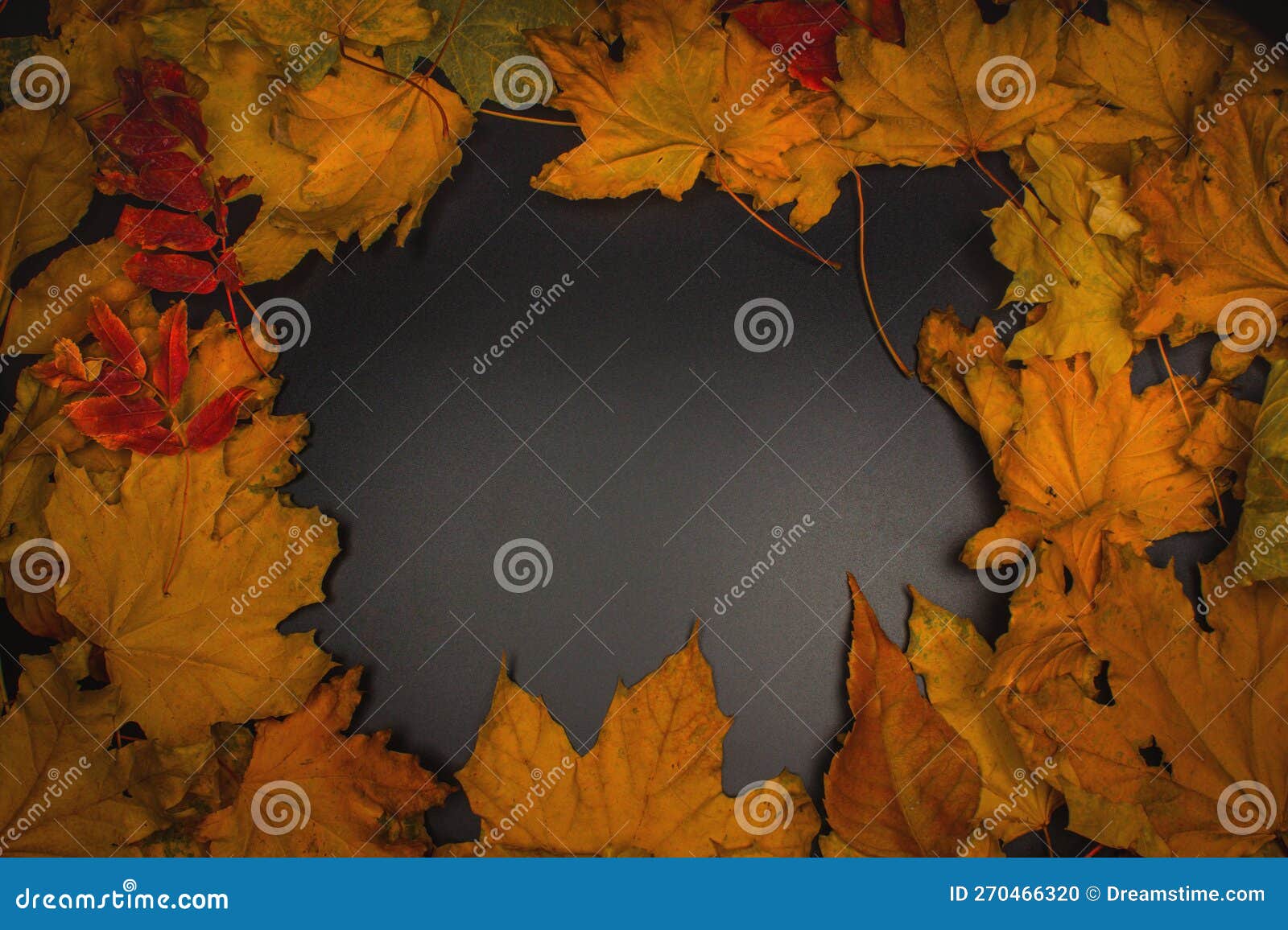 Maple leaves frame stock photo. Image of nature, golden - 270466320