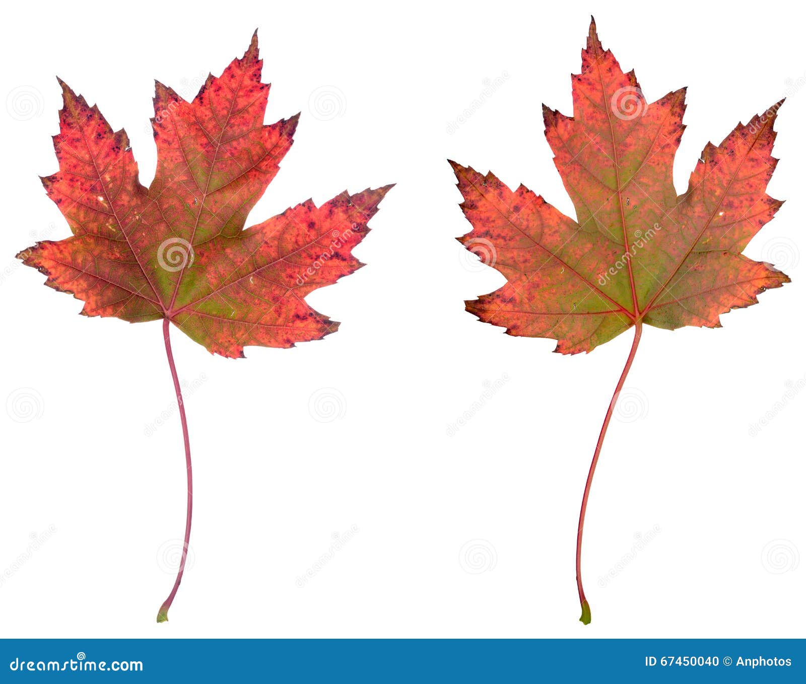 Maple leaves stock photo. Image of season, nature, front - 67450040