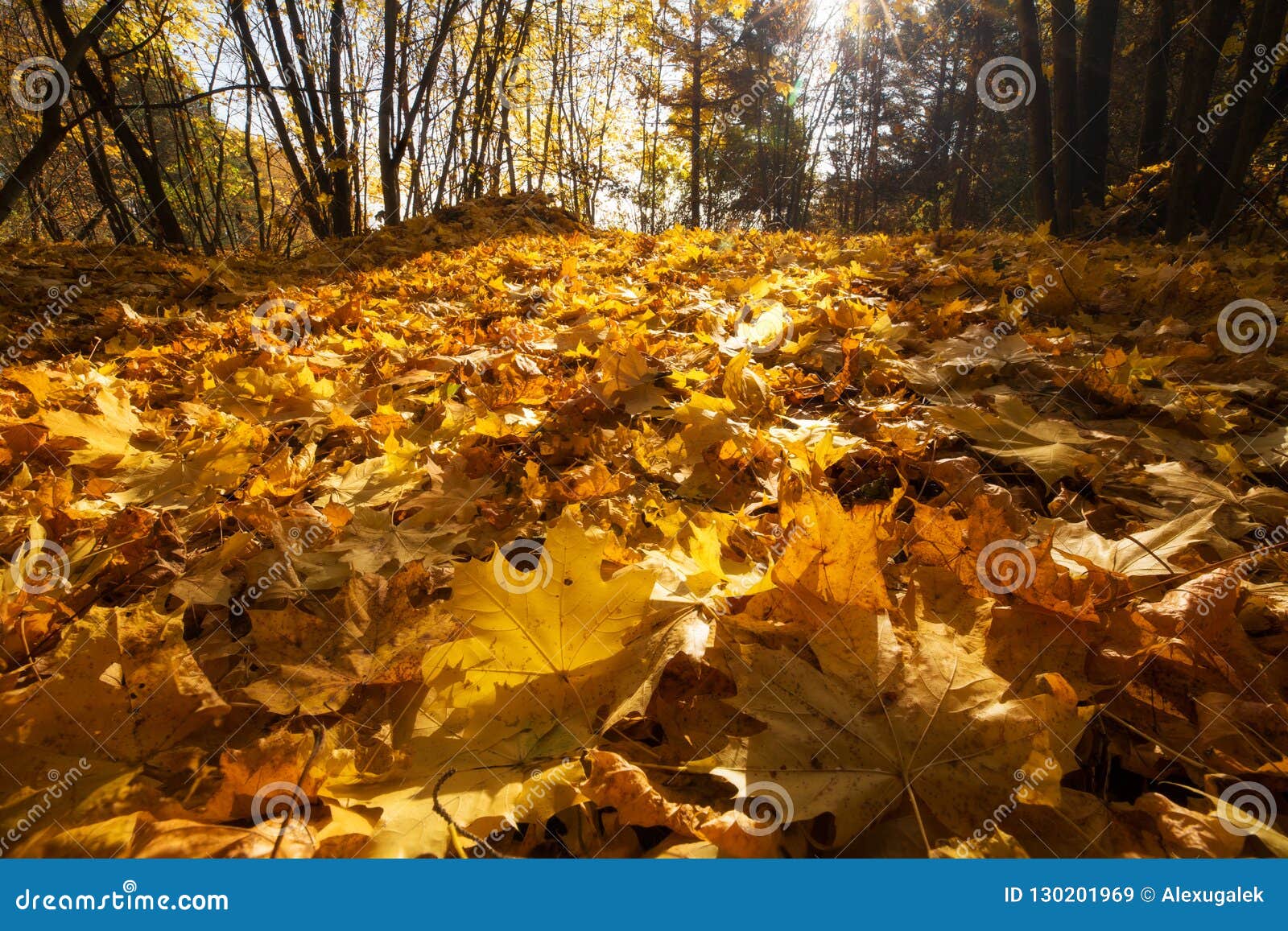Maple Leaves on Ground. Lush Foliage. Fall Background Stock Image ...