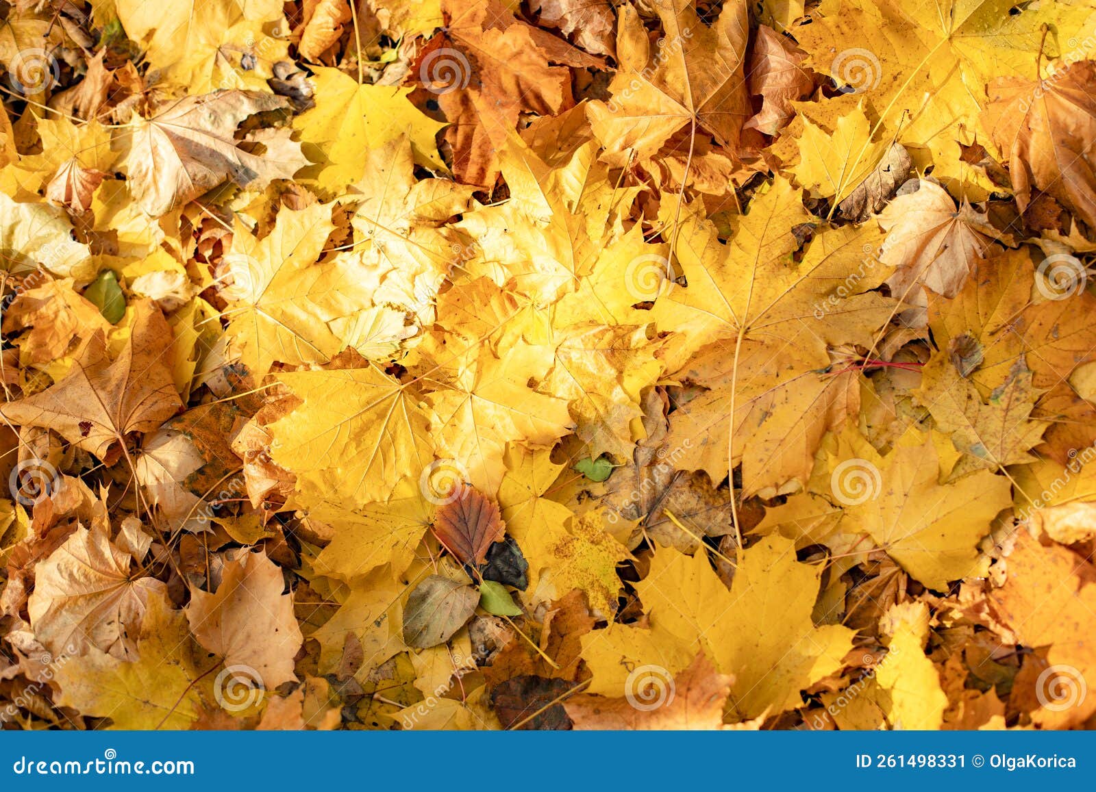 Maple Leaves on the Ground Top View, Autumn Natural Background Stock ...