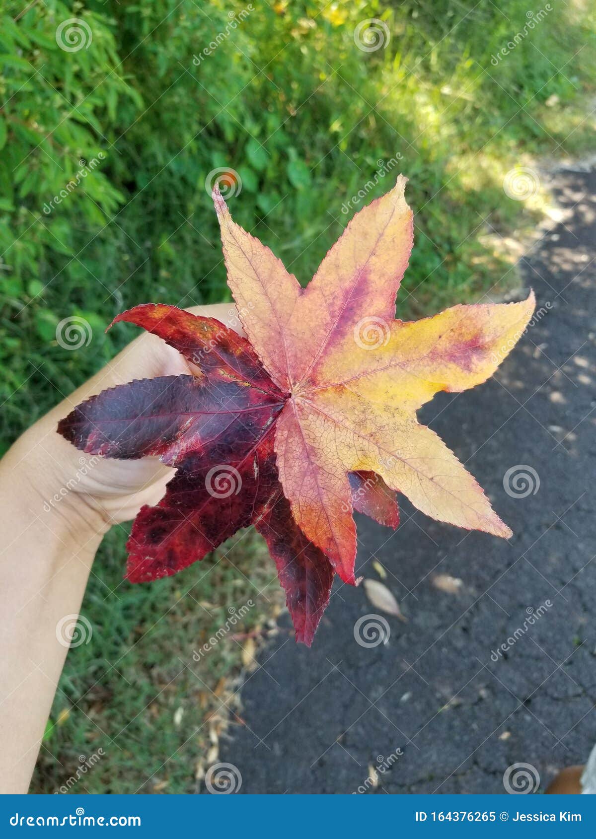 Maple Leaves from Hawaii stock image. Image of autumn - 164376265