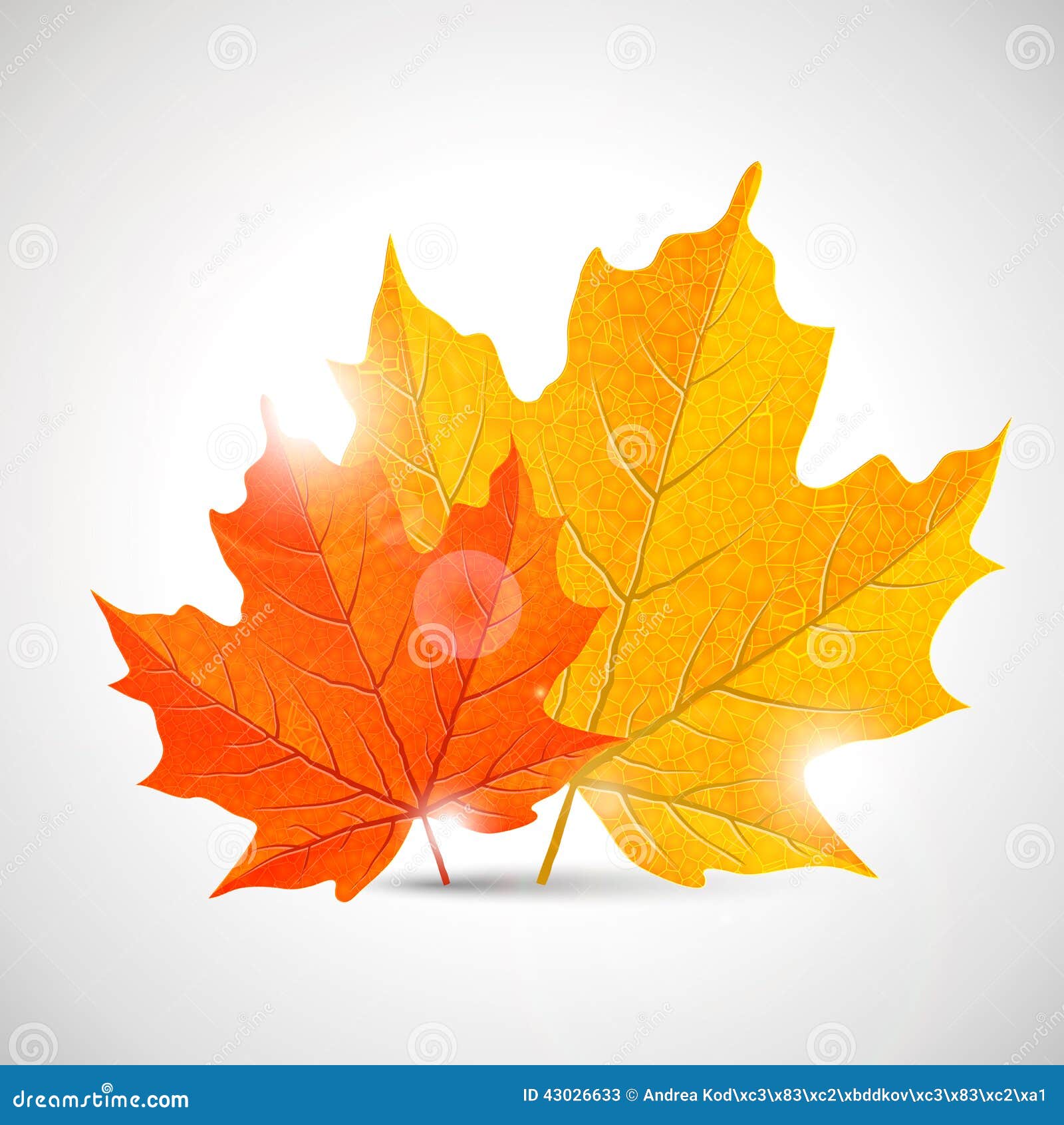 Maple Leaves - Illustration Stock Vector - Illustration of leaf, leaves ...
