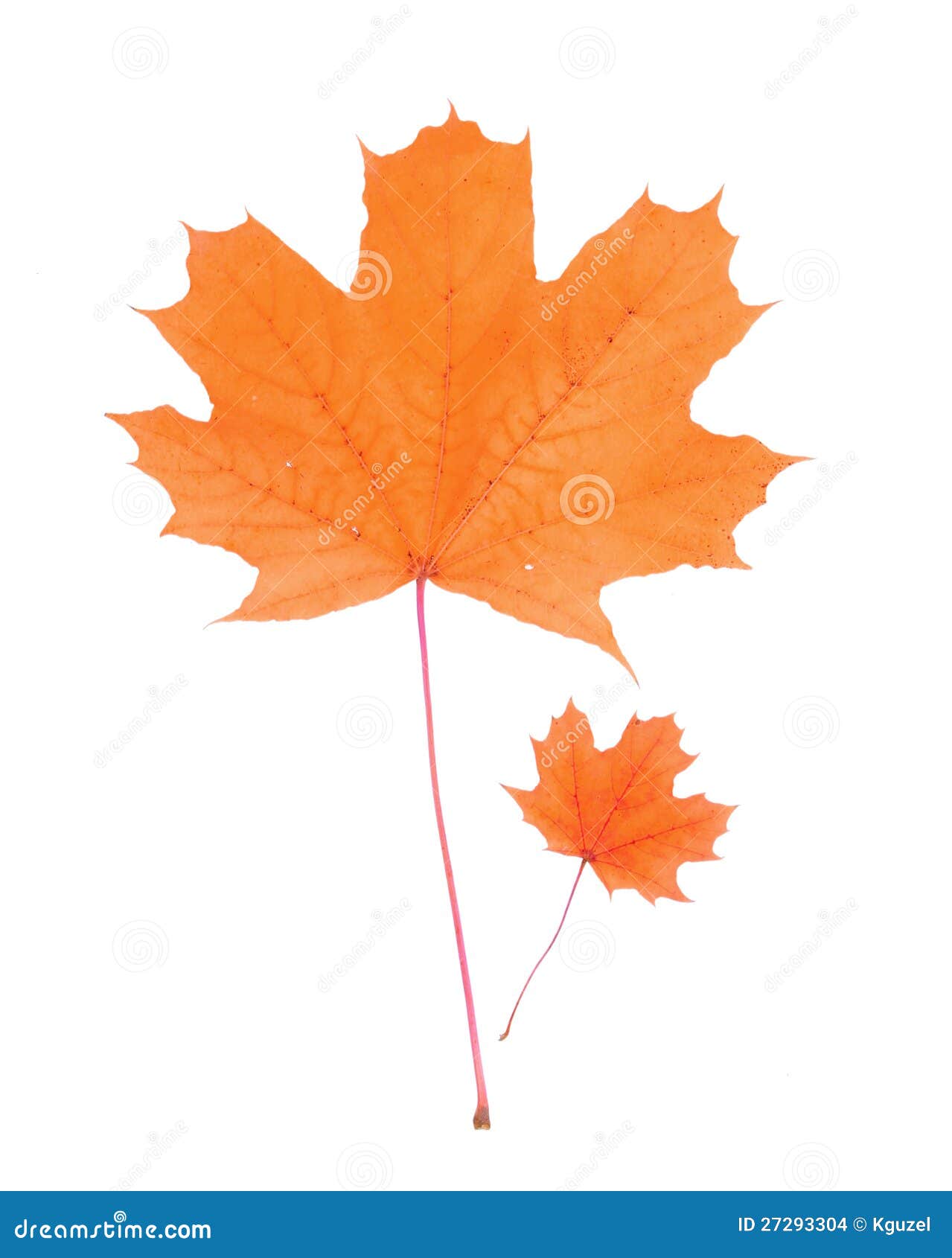 Maple Leaves Isolated on White Stock Photo - Image of colorful, garden ...