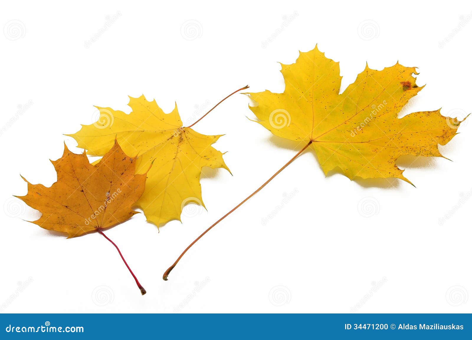 Maple leaves stock photo. Image of fall, color, forest - 34471200