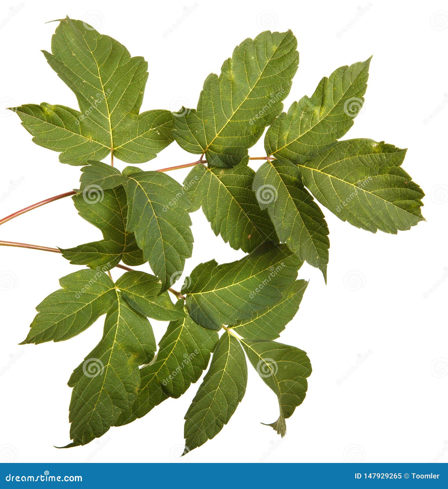 Maple Leaves Isolated on White Stock Image - Image of autumn, maple ...