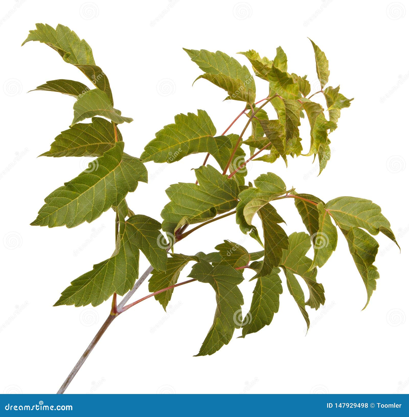 Maple Leaves Isolated on White Stock Photo - Image of autumn, plant ...