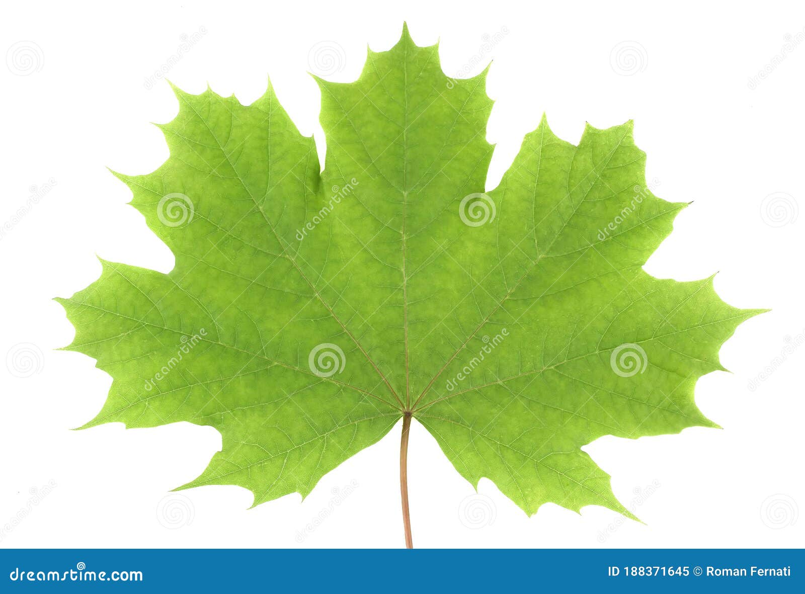 Maple Leaves Isolated on White Background Stock Image - Image of ...