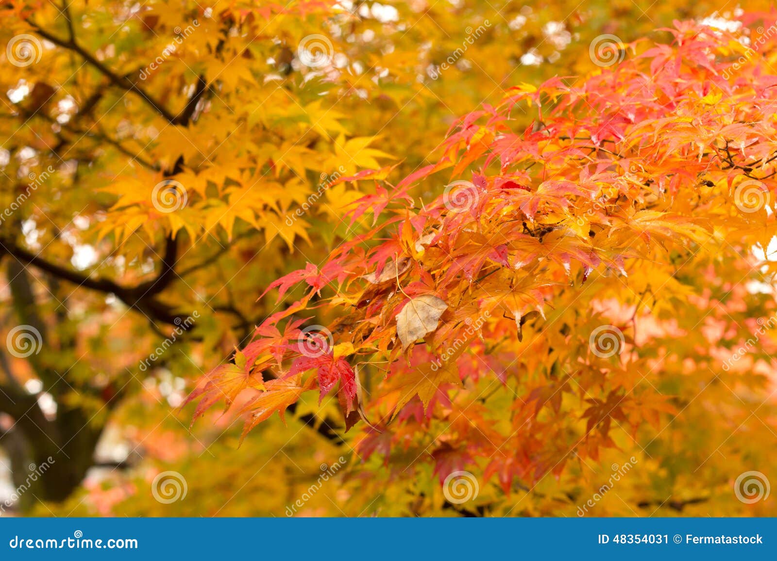 Maple leaves in japan stock image. Image of asia, nationral - 48354031