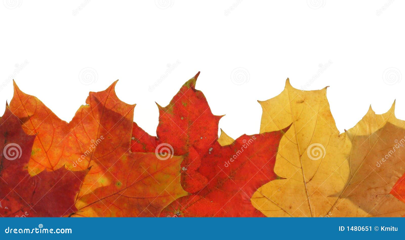Maple leaves in line stock image. Image of isolation, leafy - 1480651