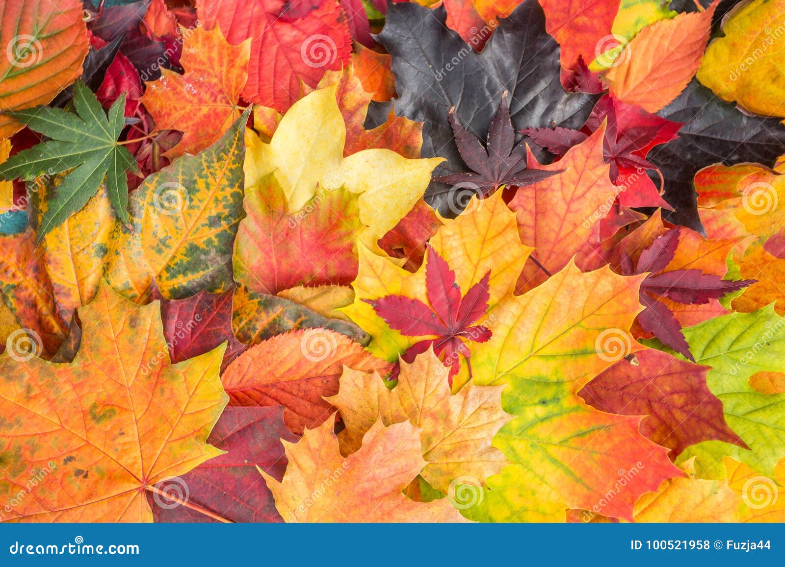 Maple Leaves Mixed Fall Colors Background Stock Photo - Image of ...