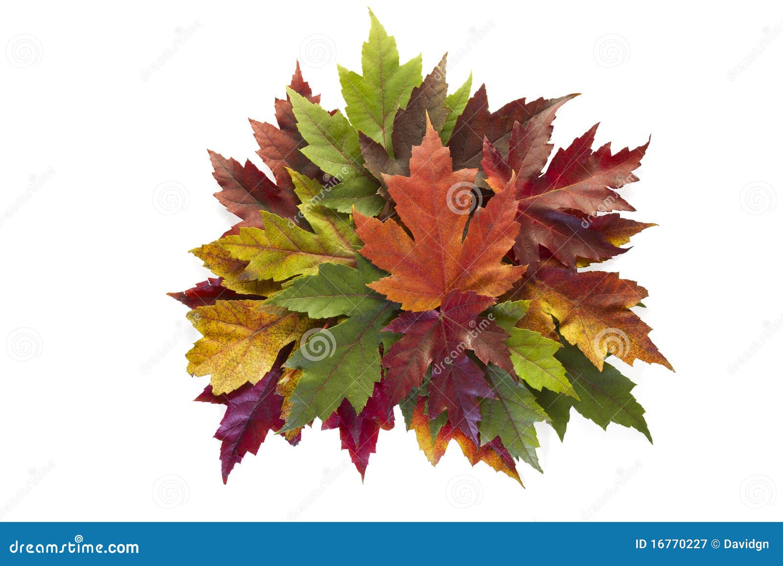 Maple Leaves Mixed Fall Colors Autumn Wreath Stock Image - Image of ...