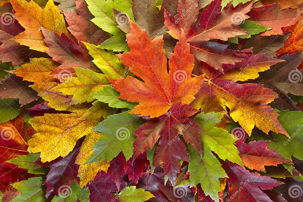 Maple Leaves Mixed Fall Colors Background Stock Photo - Image of ...