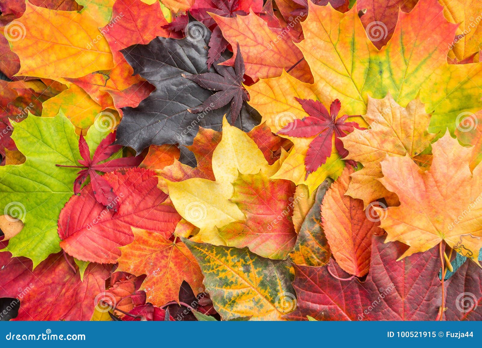 Maple Leaves Mixed Fall Colors Background Stock Image - Image of maple ...