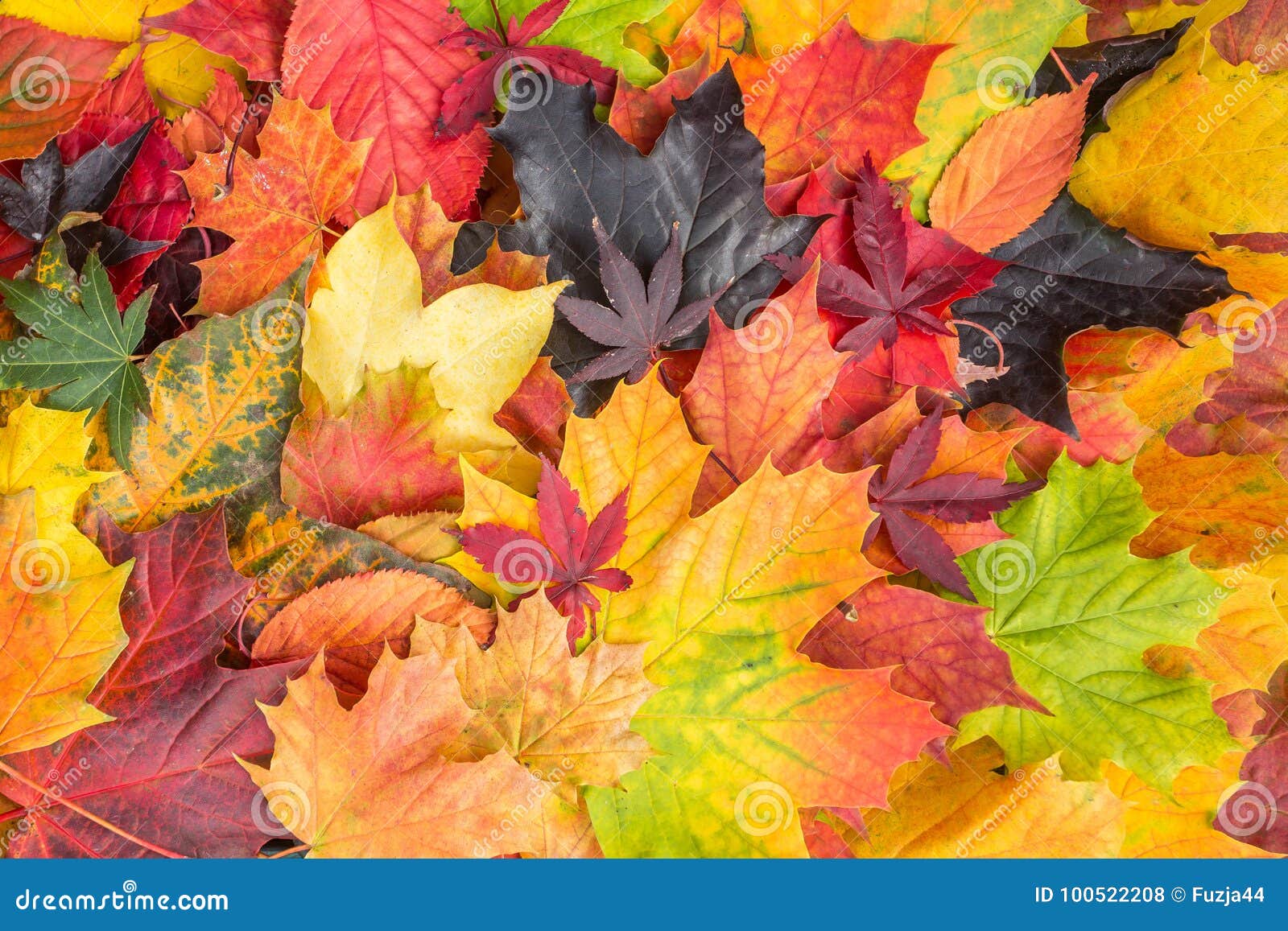 Maple Leaves Mixed Fall Colors Background Stock Photo - Image of garden ...