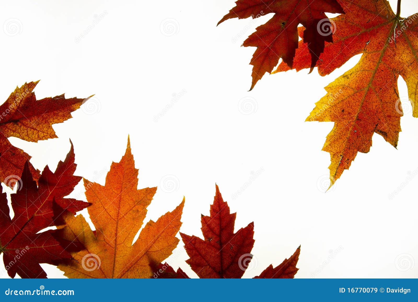 Maple Leaves Mixed Fall Colors Backlit 2 Stock Image - Image of orange ...