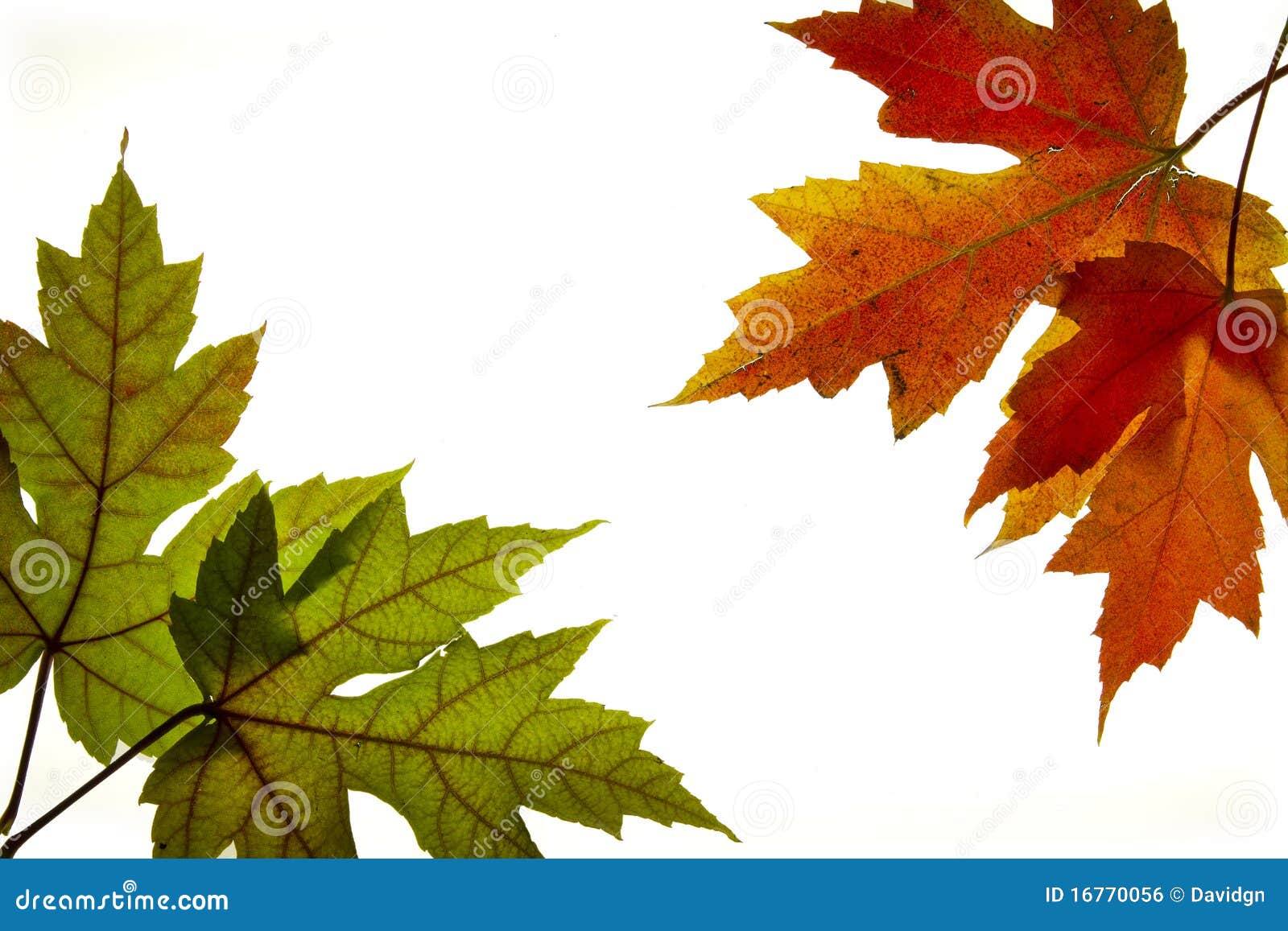 Maple Leaves Mixed Fall Colors Backlit 3 Stock Photo - Image of nature ...