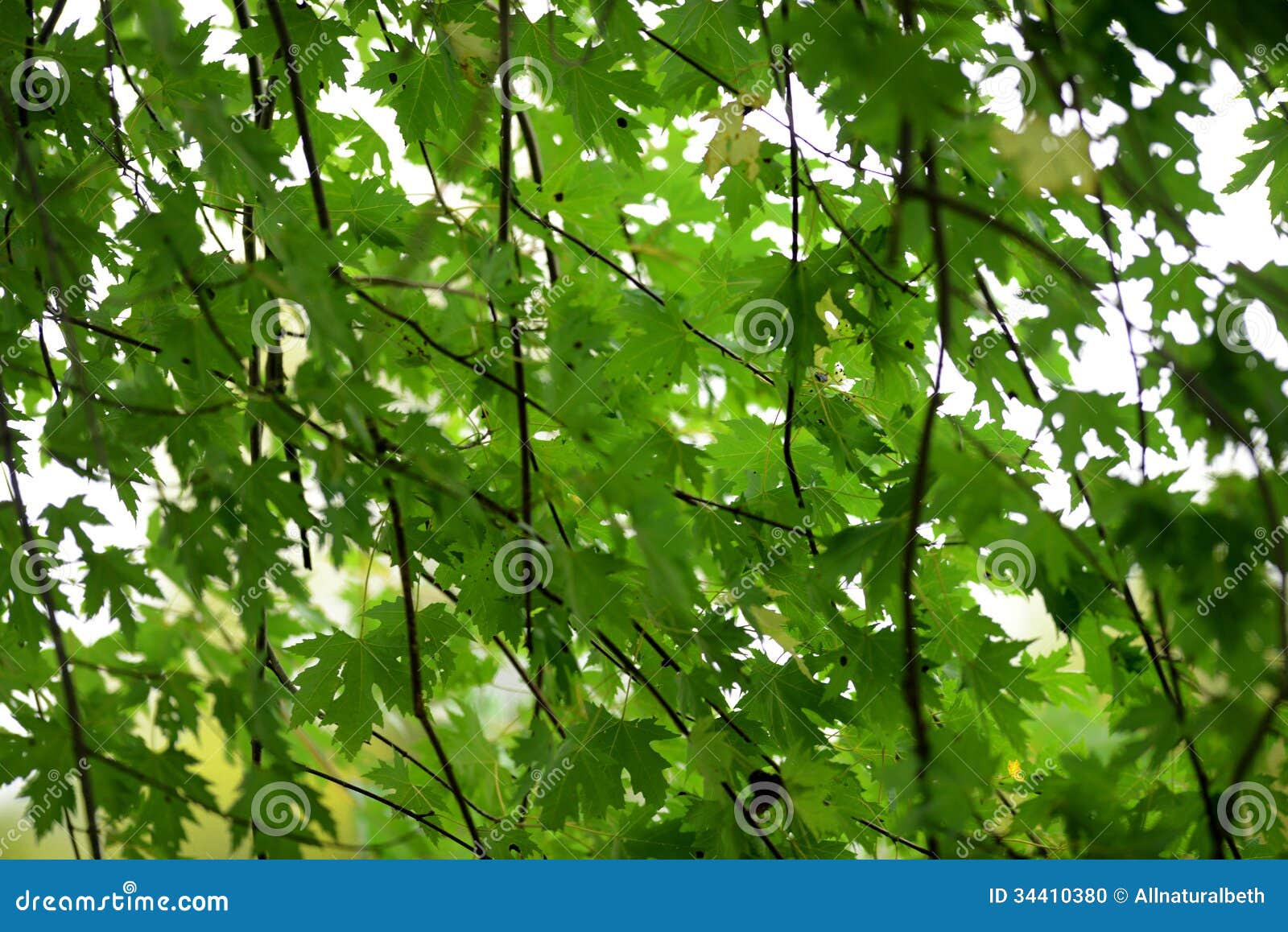 Maple Leaves Nature Background Stock Photo - Image of colorful, tree ...