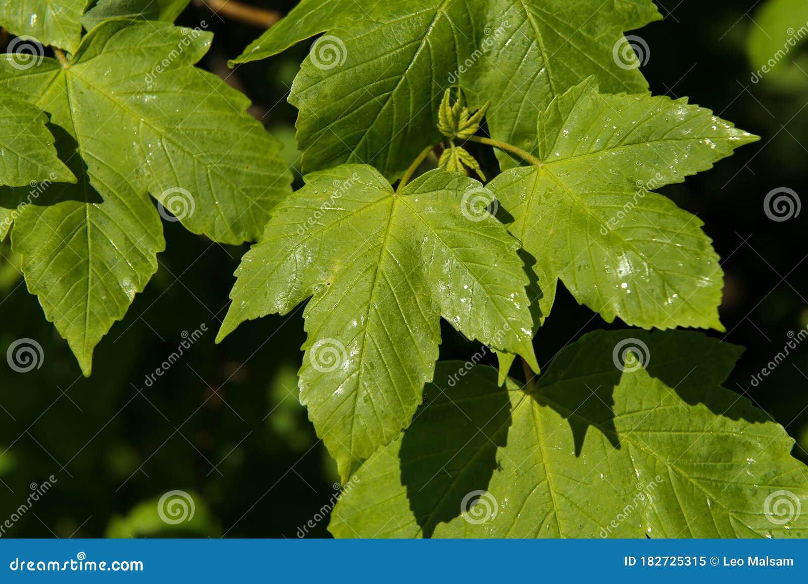 Maple Leaves on the Outside Nature Background Stock Image - Image of ...