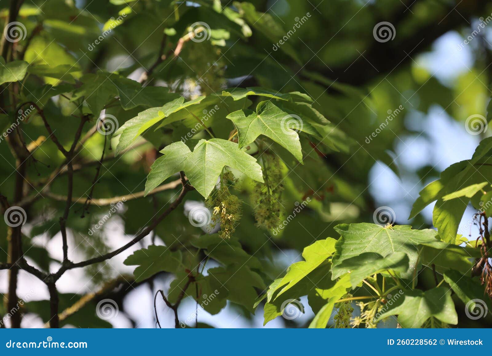 Maple Leaves on the Outside Nature Background Stock Photo - Image of ...