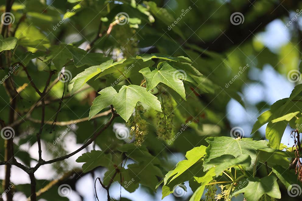 Maple Leaves on the Outside Nature Background Stock Photo - Image of ...