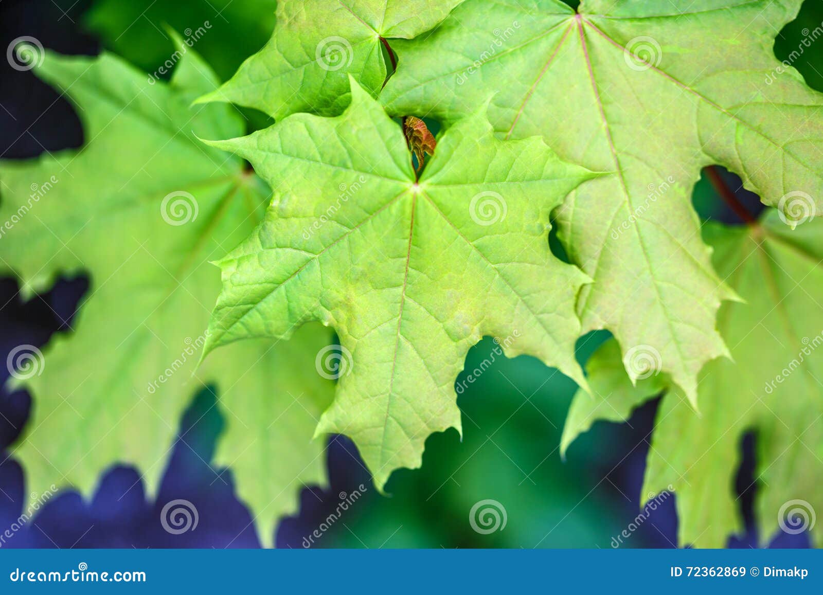Maple Leaves on the Outside Stock Image - Image of maple, branch: 72362869