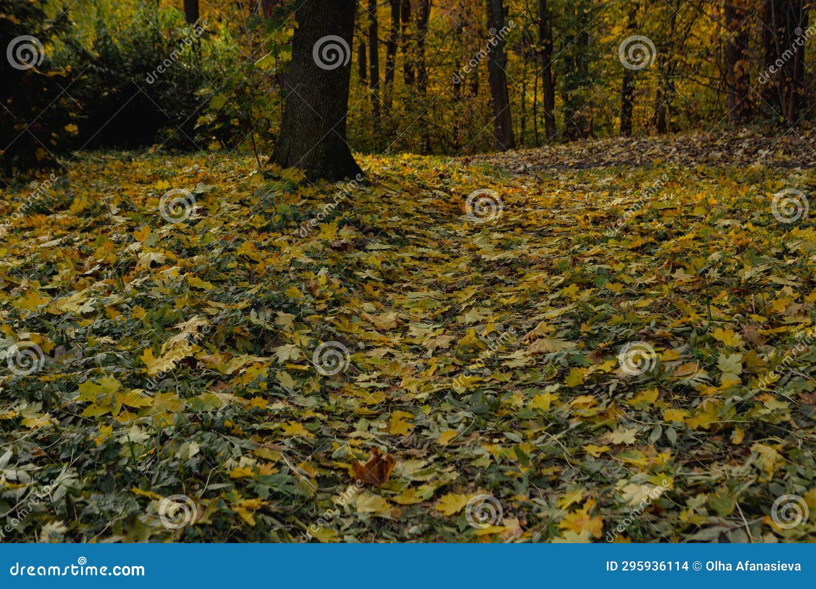 Maple Leaves on the Path and Trees in the Park Autumn Nature Stock ...