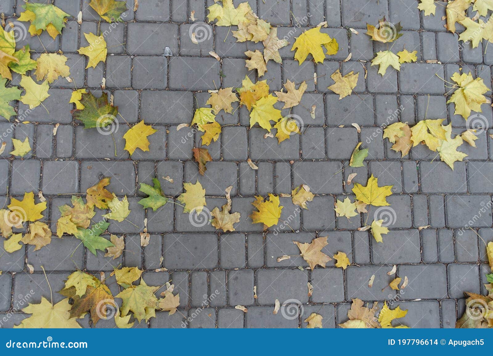 Maple Leaves on the Pavement Stock Photo - Image of mortar, autumn ...