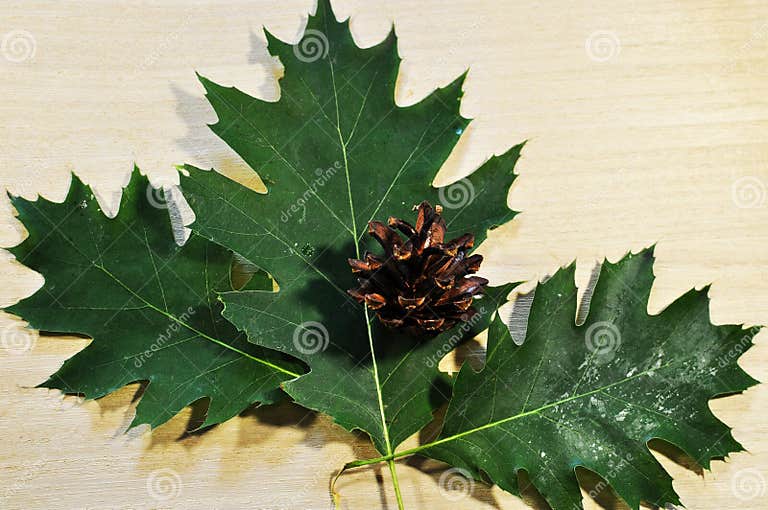 Maple Leaves and Pine Cone. Stock Image - Image of light, holly: 226547379