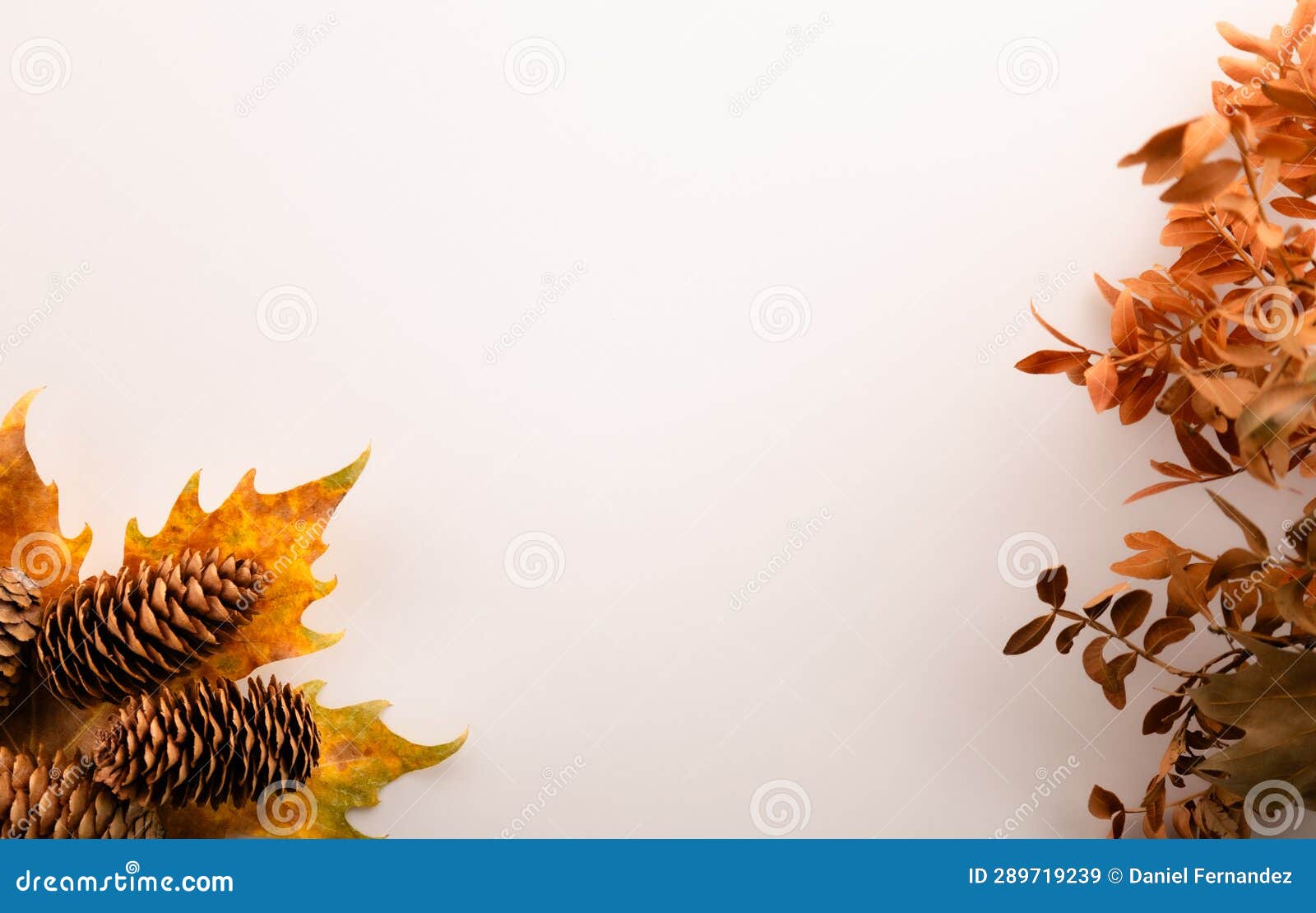 Maple Leaves, Pine Cones, and Dried Branches Positioned on the Sides ...