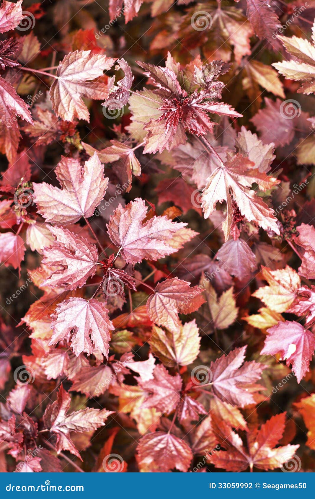 Maple leaves - Pink leaves stock photo. Image of leaf - 33059992