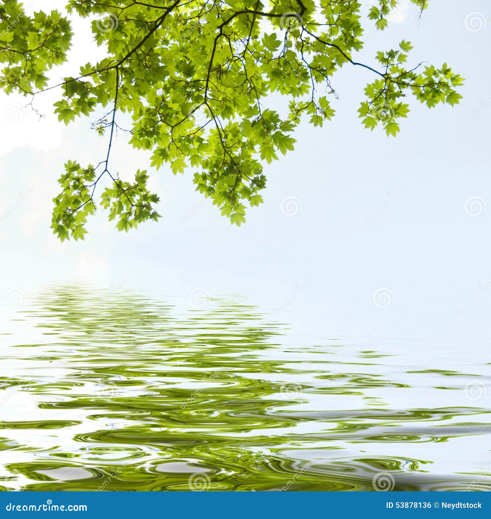 Maple leaves reflection stock photo. Image of healing - 53878136