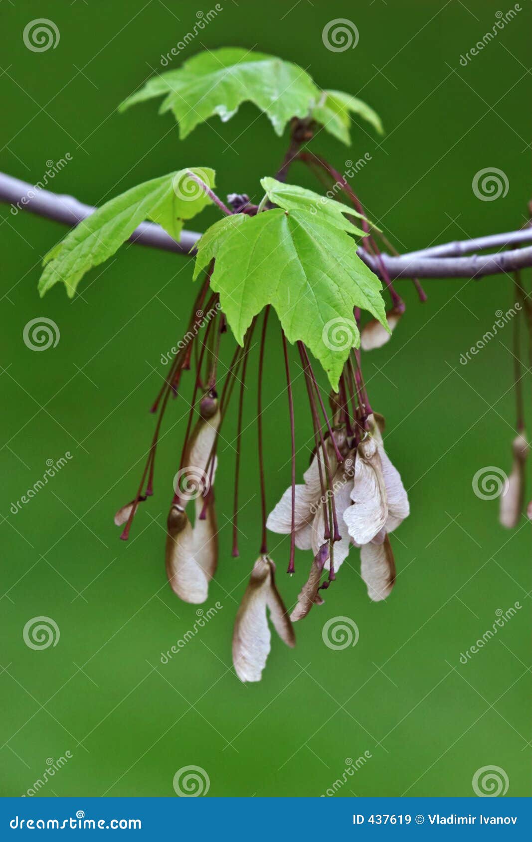 Maple leaves and seeds stock image. Image of maple, closeup - 437619