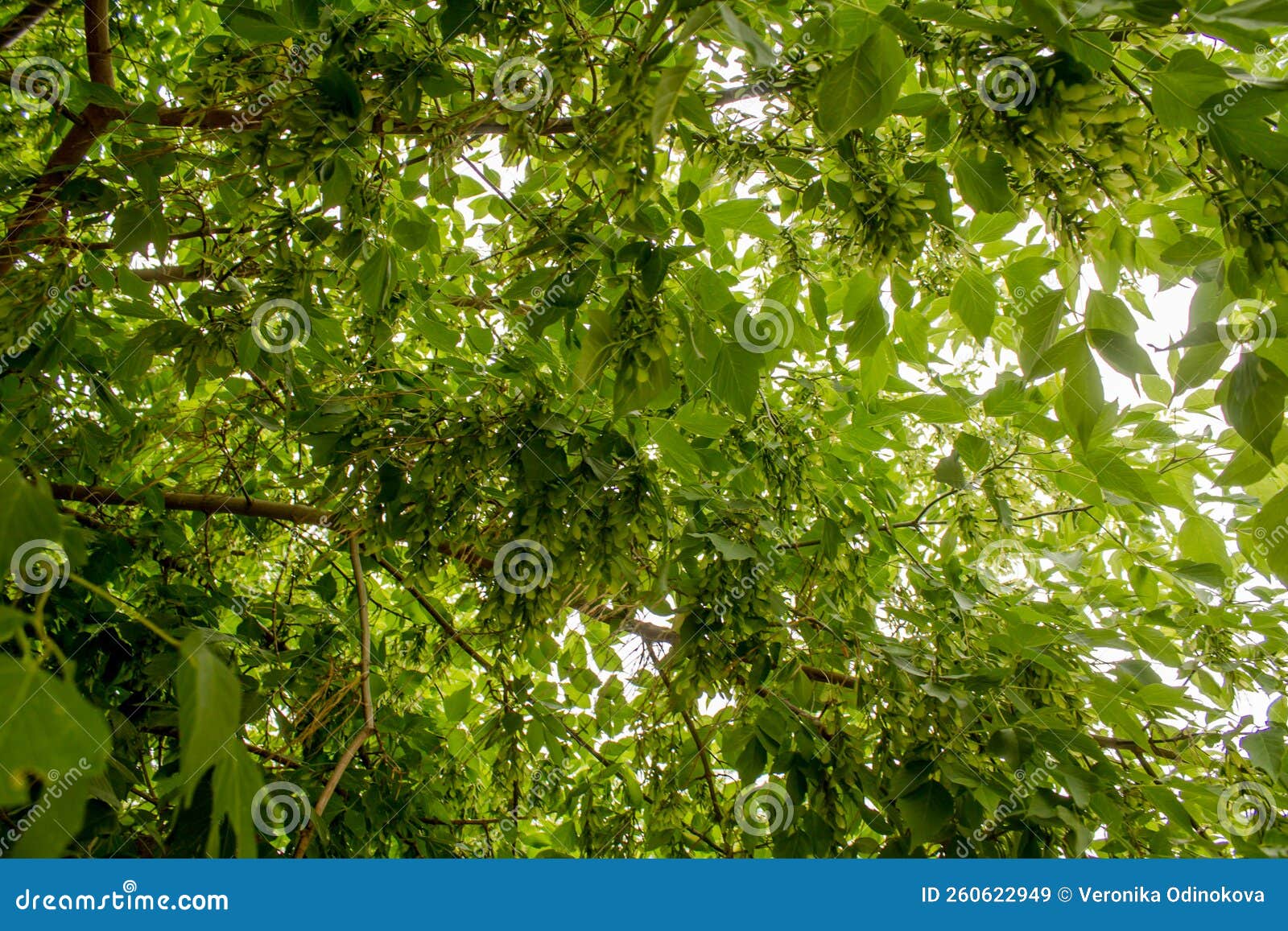 Maple Leaves and Seeds on Tree Branches. Stock Image - Image of ...