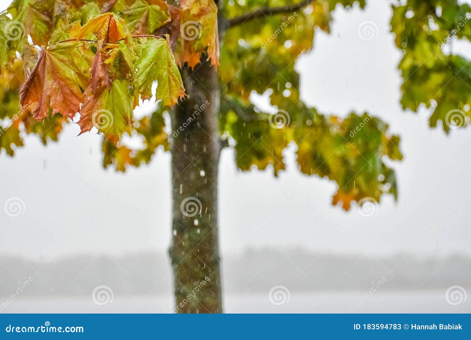 Maple Leaves in Spring with Snow Falling Stock Image - Image of winter ...
