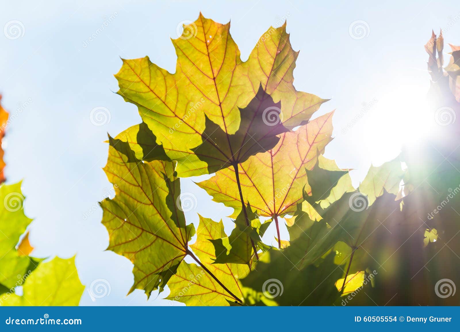 Maple leaves in the sun stock photo. Image of acer, fall - 60505554
