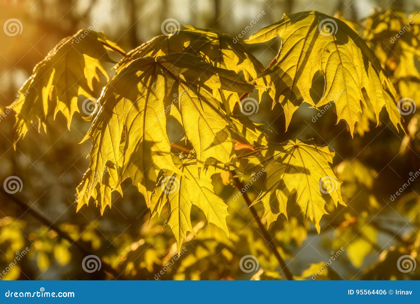 Maple Leaves Sunlight Backgrounds Stock Photo - Image of sunset ...
