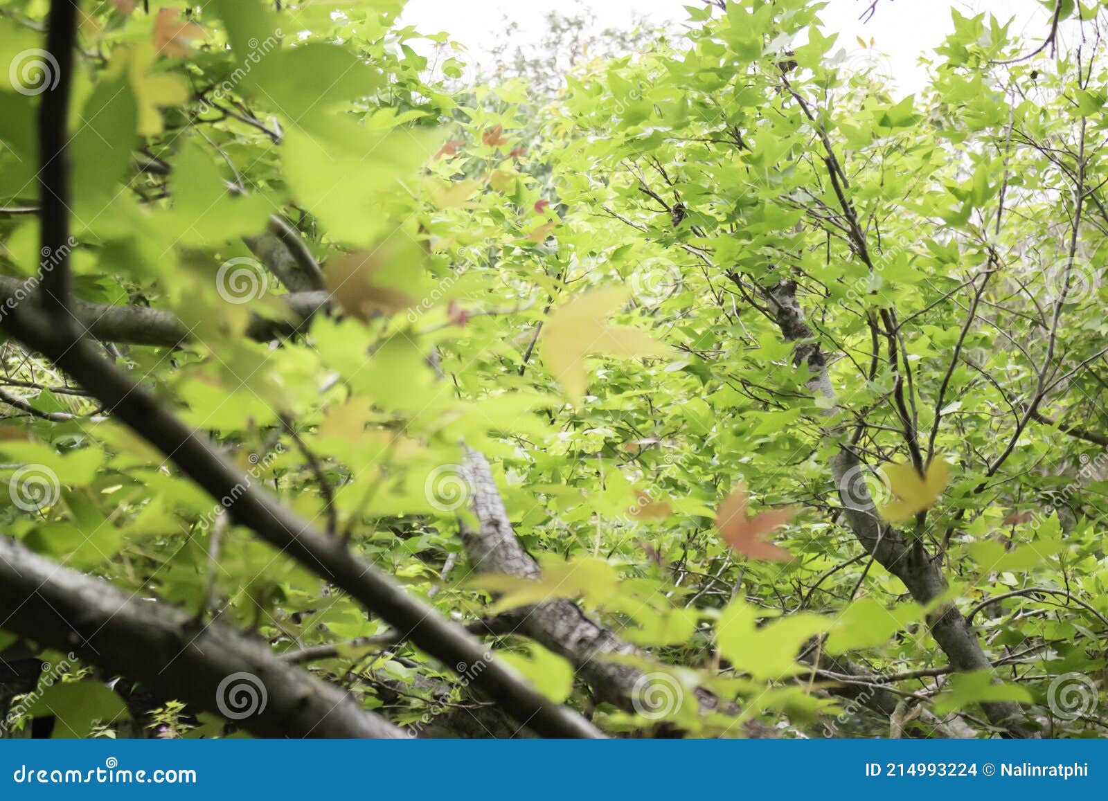 Maple Leaves Tree in Summer Stock Photo - Image of bush, horizontal ...