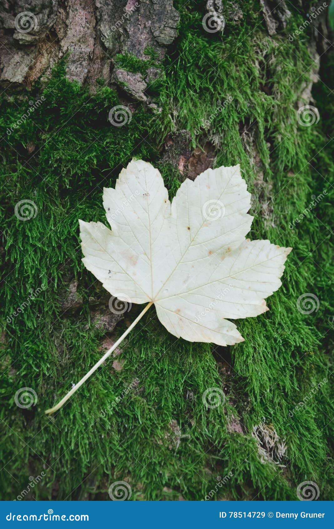 Maple Leaves on a Tree Trunk Stock Image - Image of nature, fall: 78514729
