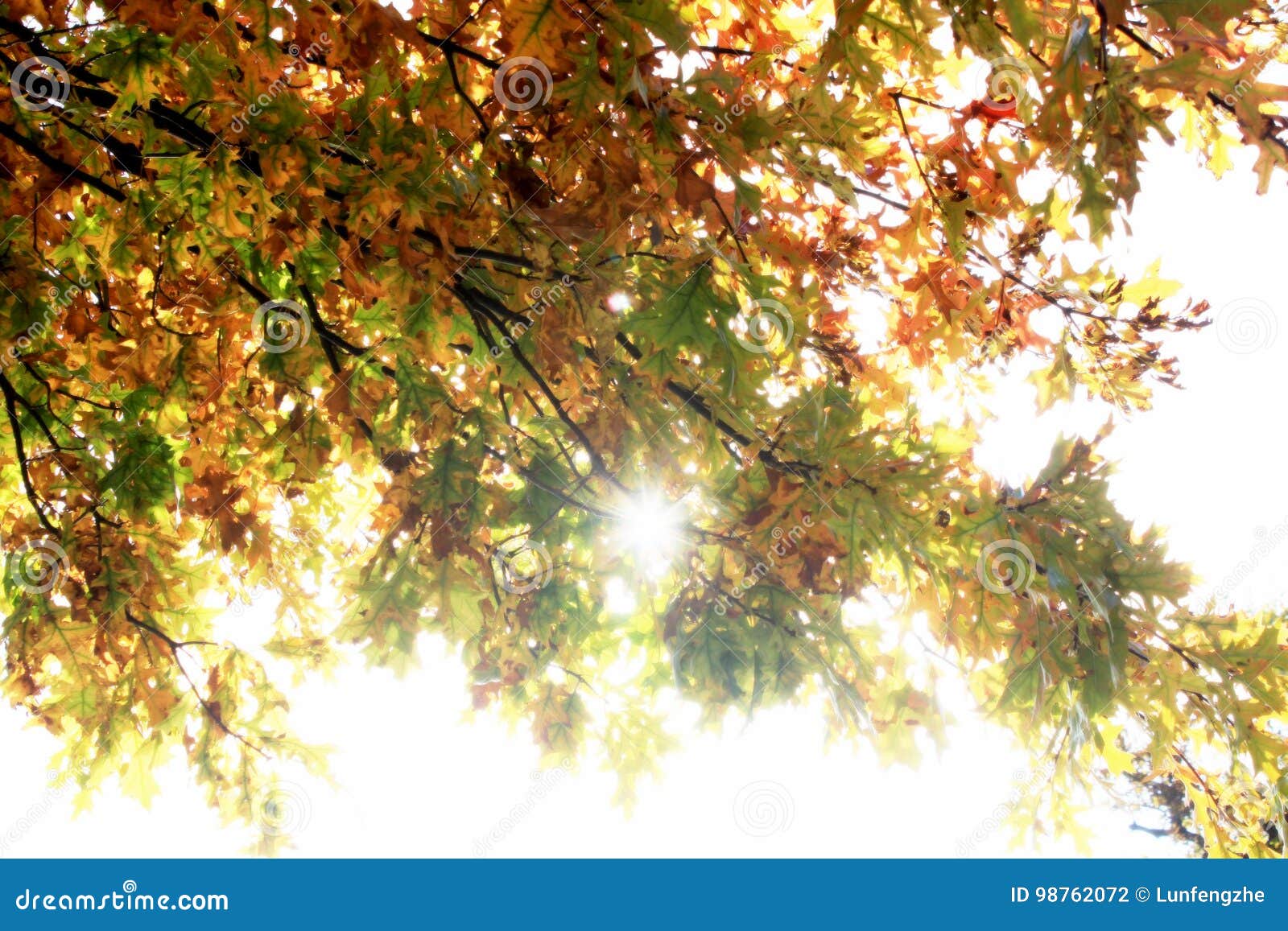 Maple Leaves on a Twig in Autumn Stock Photo - Image of garden, keys ...