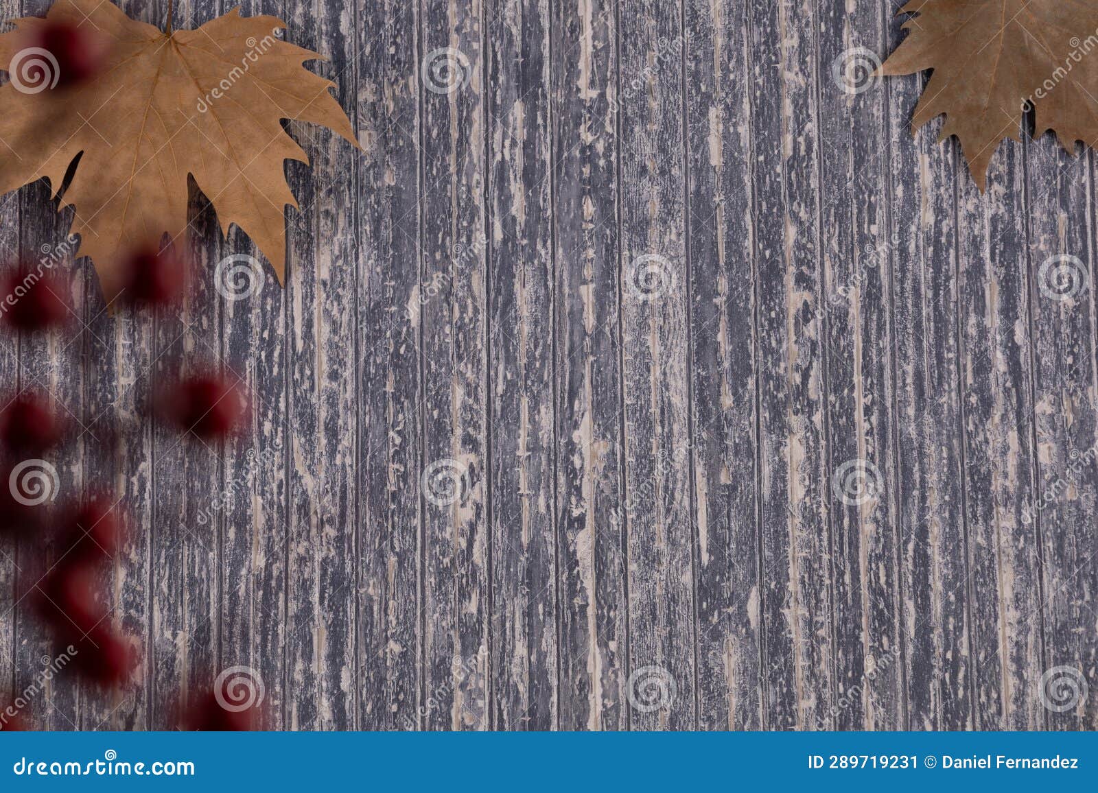 Maple Leaves in Upper Right and Left Corner with Red Berries Stock ...