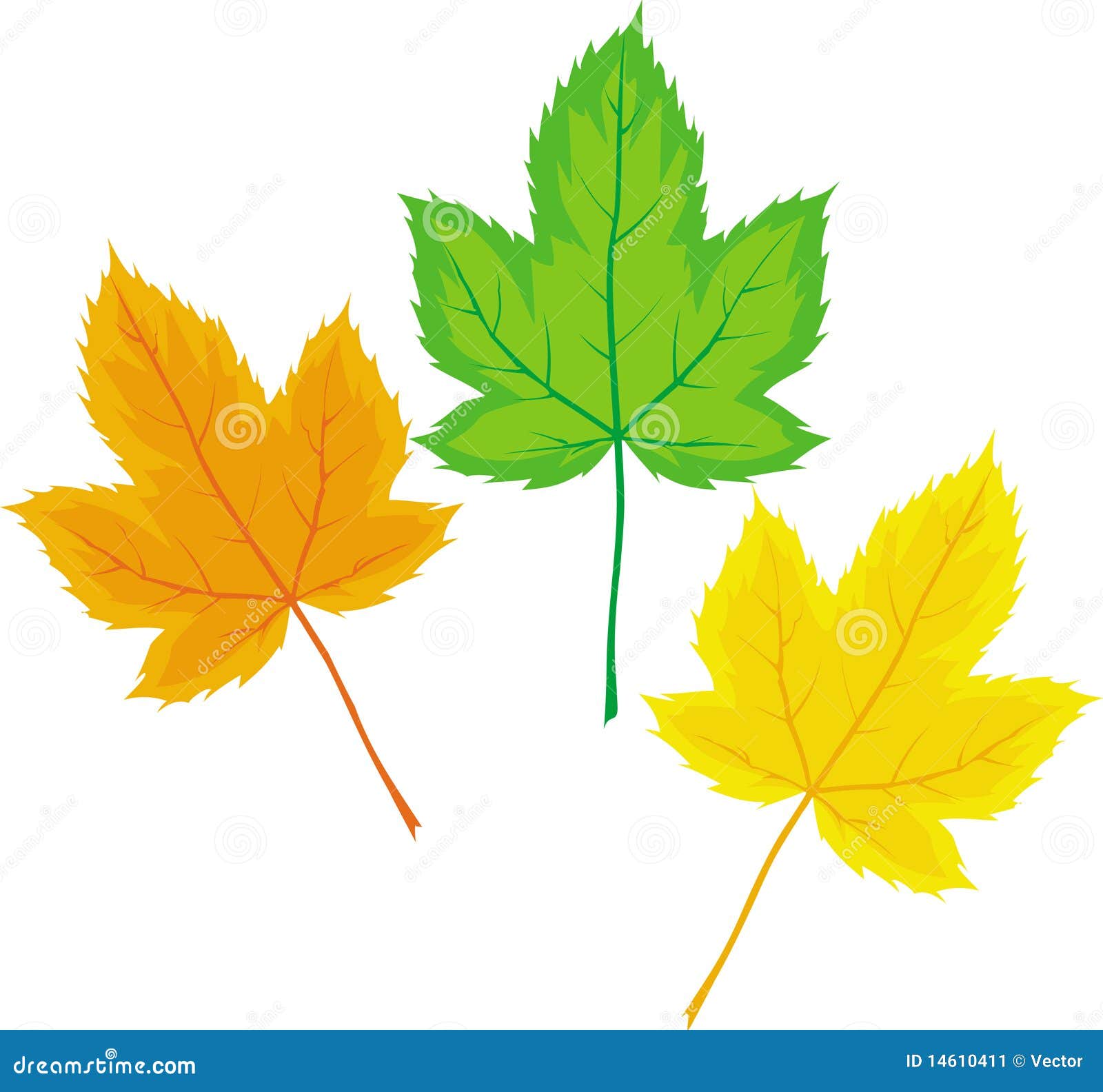 Maple leaves (Vector) stock vector. Illustration of plant - 14610411