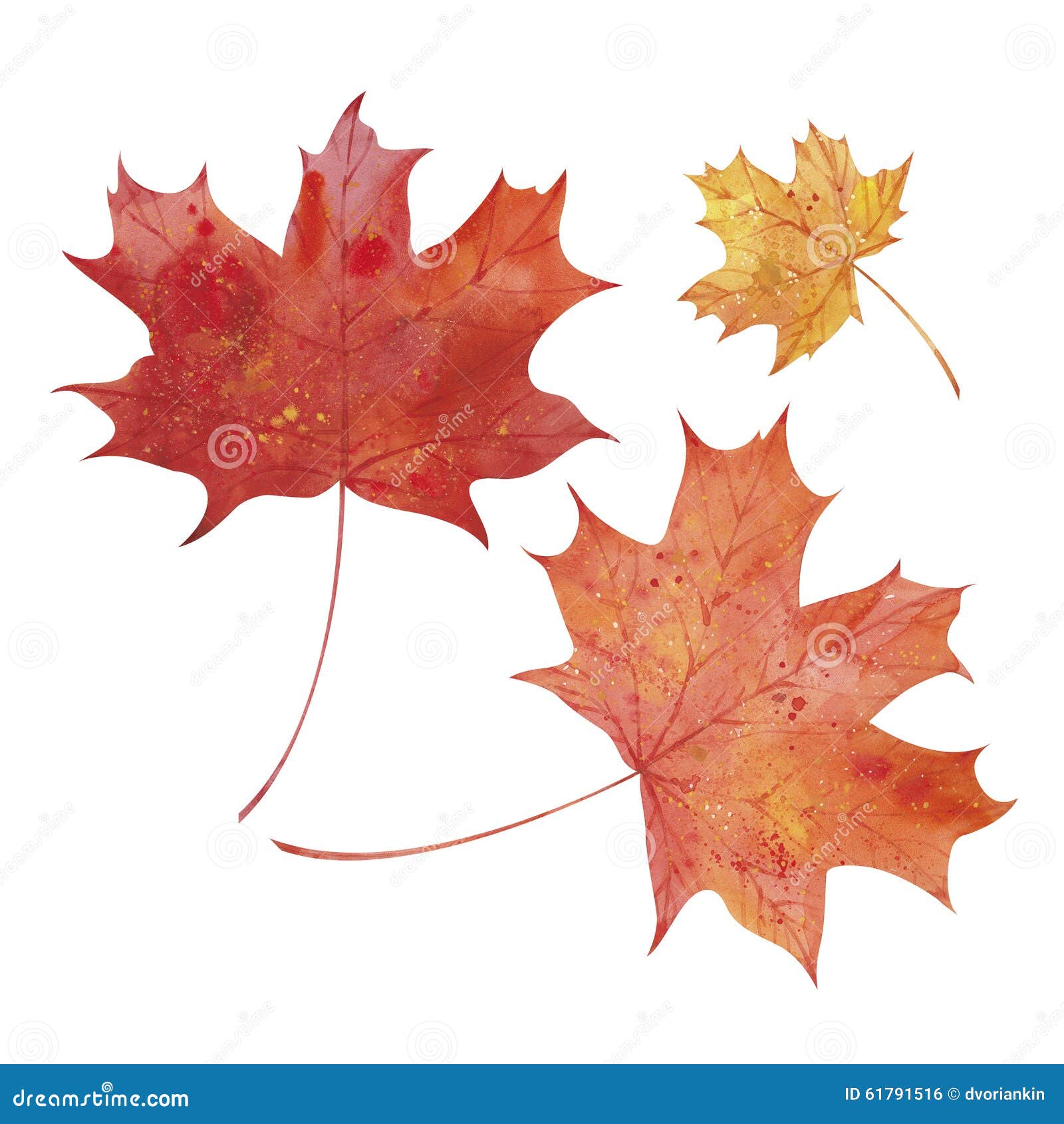 Maple leaves, watercolor stock illustration. Illustration of season ...