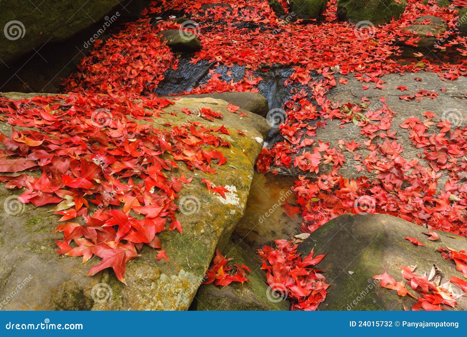 Maple leaves at waterfall stock photo. Image of colorful - 24015732