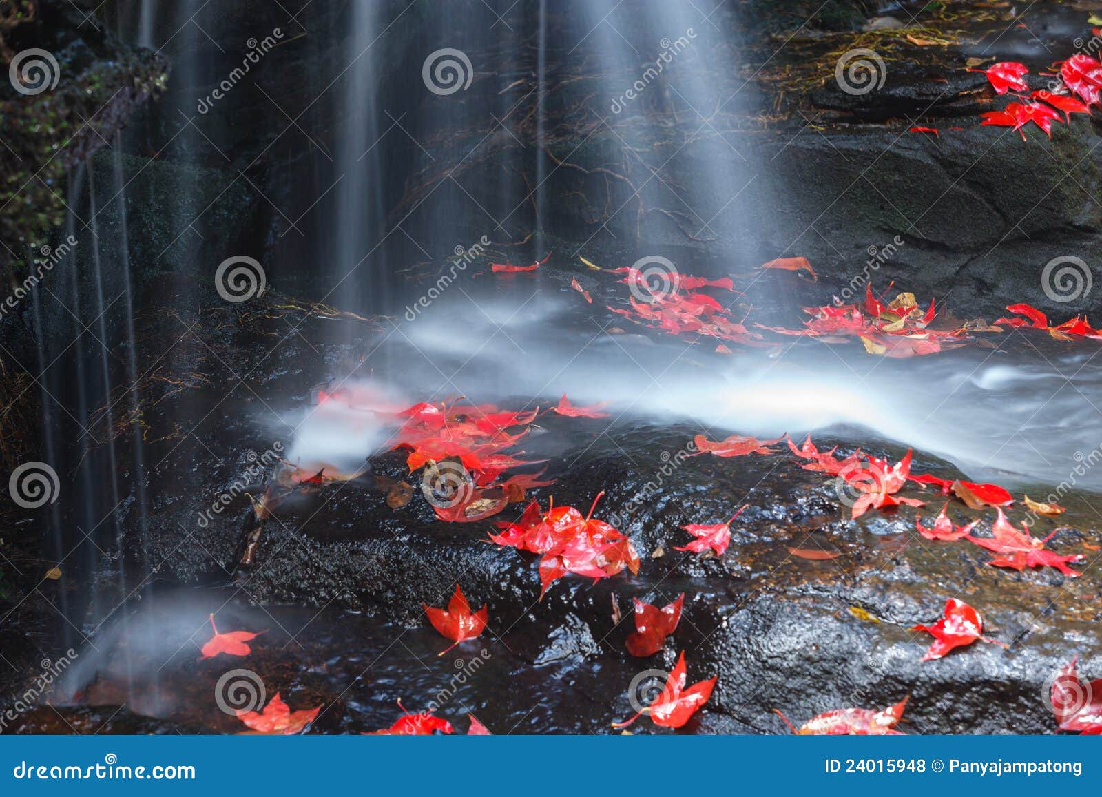 Maple leaves at waterfall stock photo. Image of abstract - 24015948