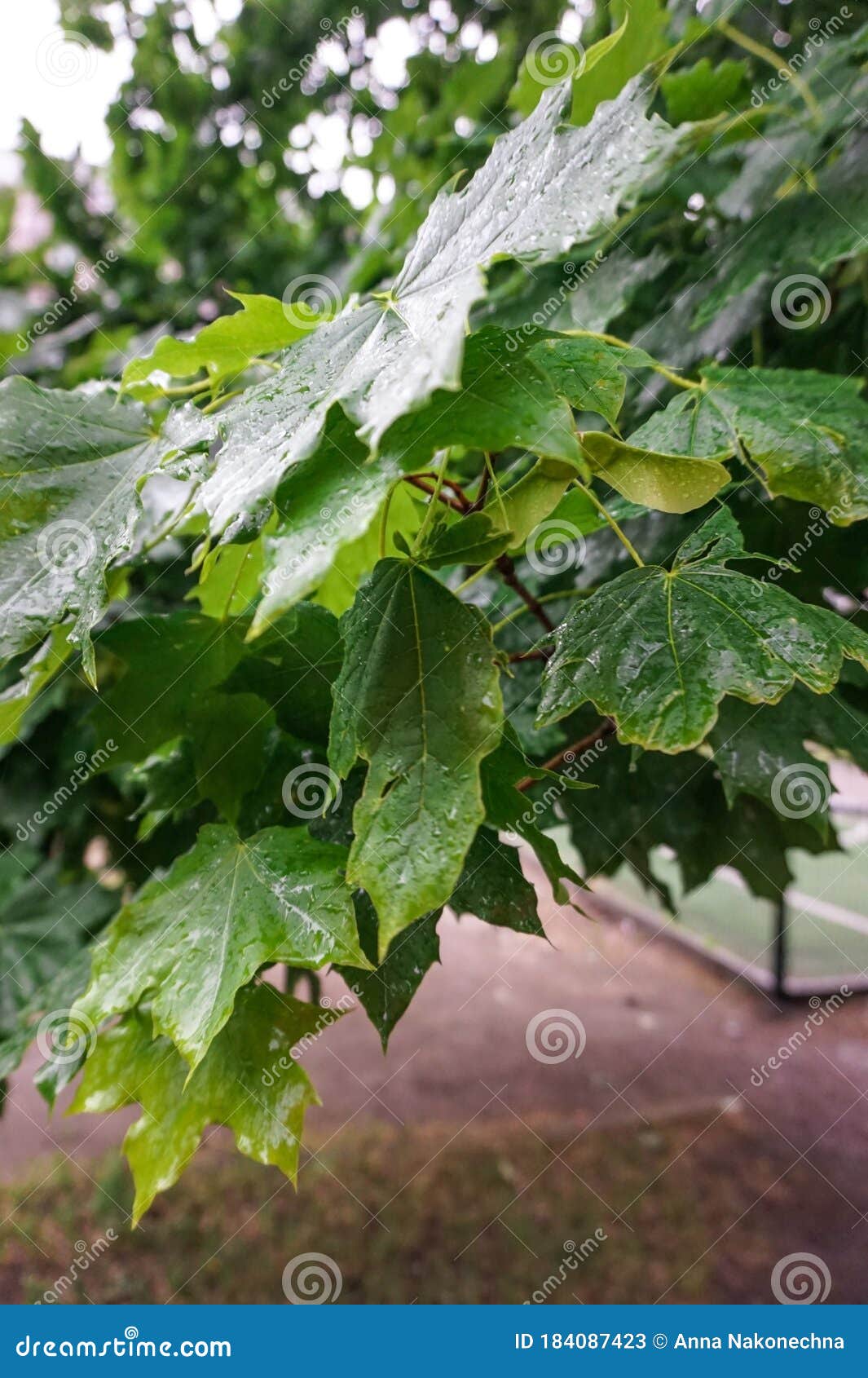 Maple Leaves Wet from the Rain Stock Image - Image of nature, organic ...
