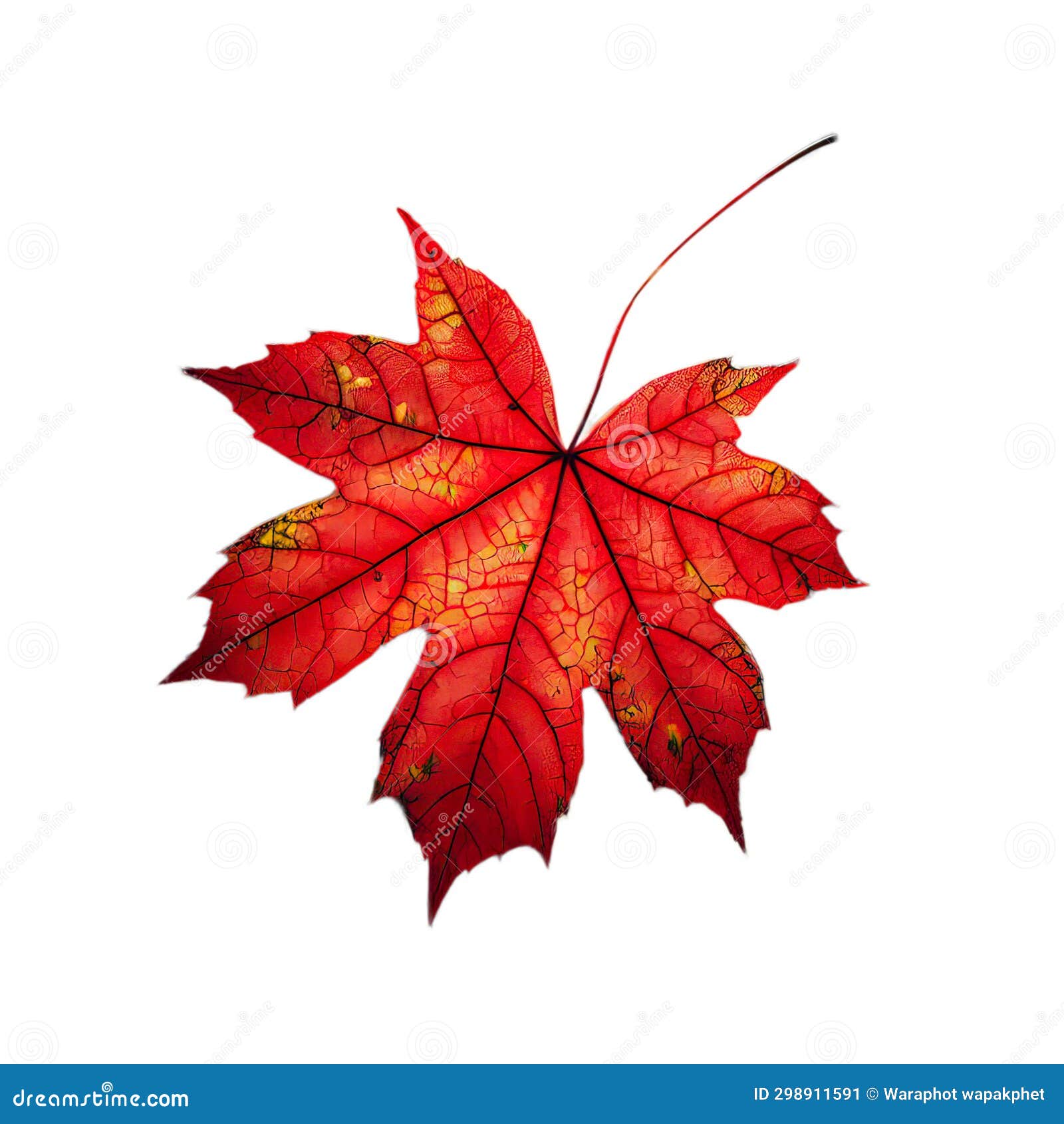 Maple Leaves on White Background Stock Image - Image of background ...