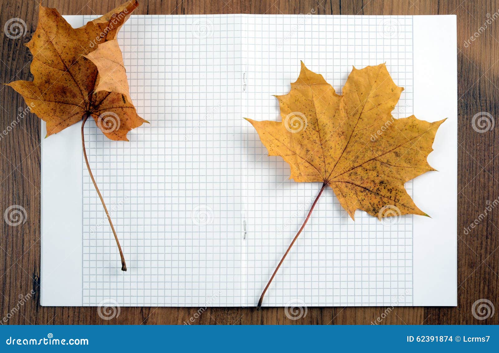 Maple Leaves on White Paper Background with Copyspace Stock Photo ...