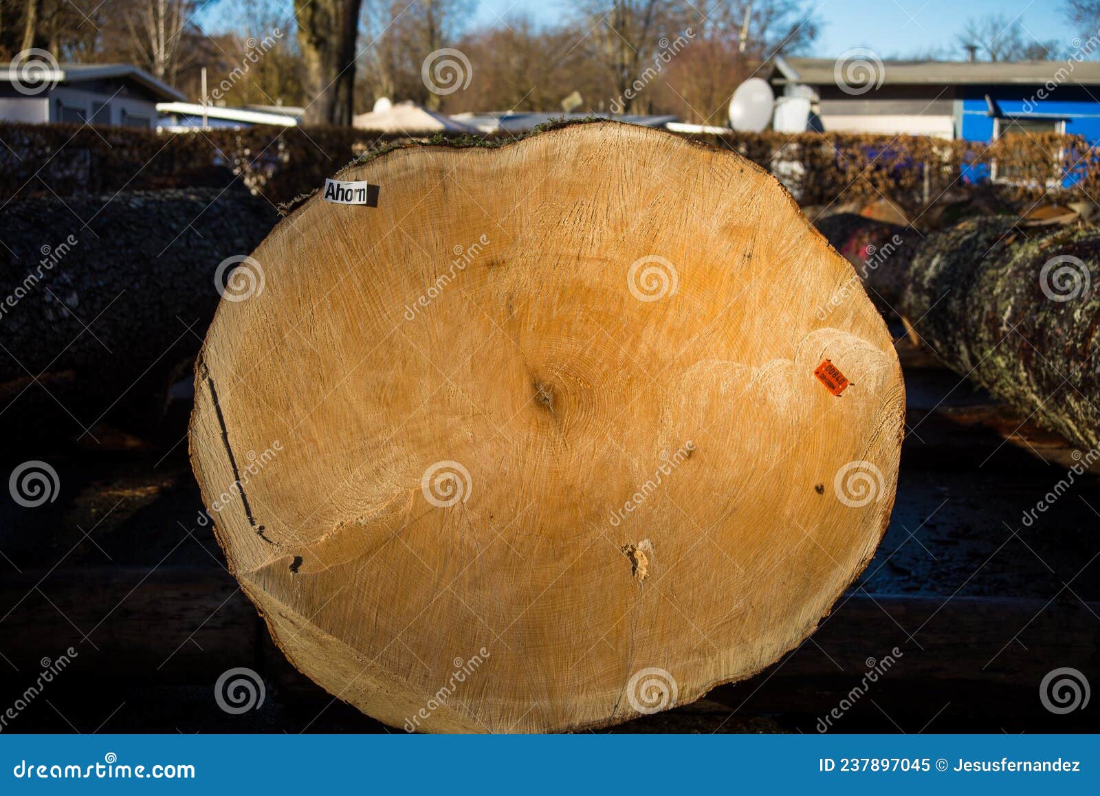 Maple Log Lying on the Ground Stock Image - Image of lumber, shape ...