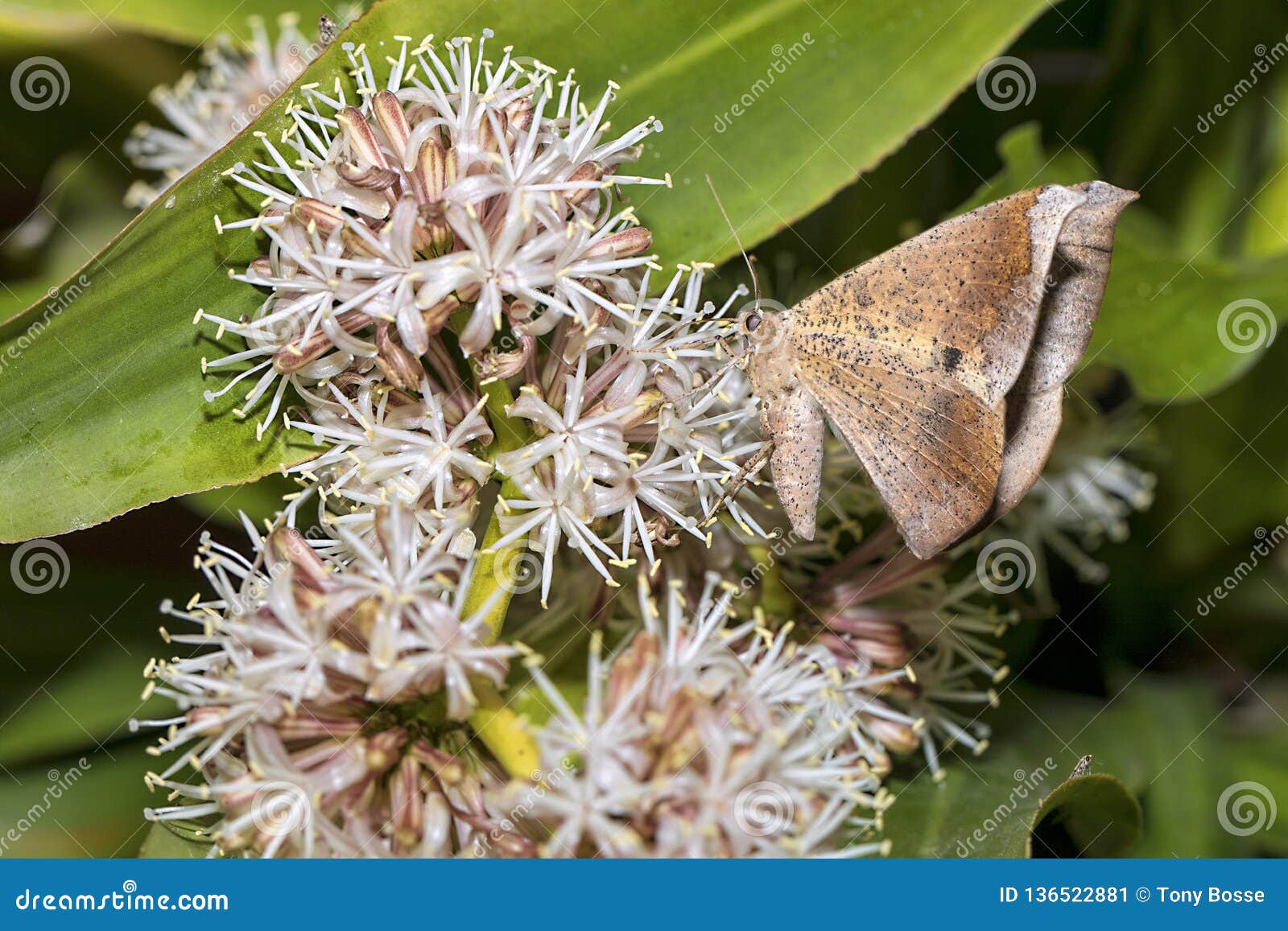 Maple Looper Moth stock image. Image of invertebrate - 136522881