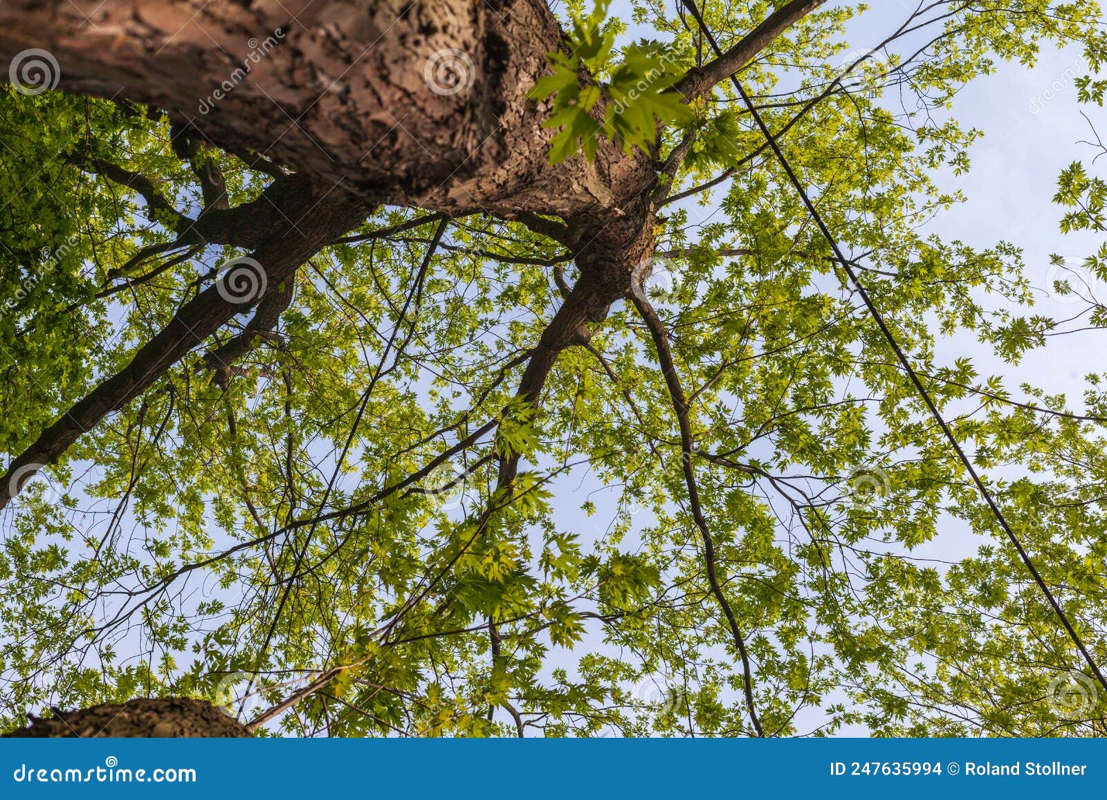 Maple tree from below stock photo. Image of leaves, summer - 247635994
